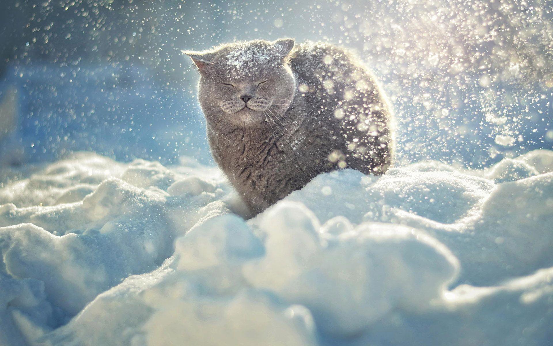 Cats in Snow Wallpapers - Top Free Cats in Snow Backgrounds ...