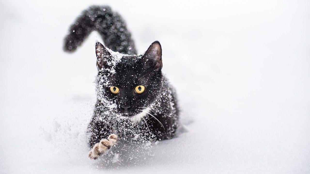 Cats in Snow Wallpapers - Top Free Cats in Snow Backgrounds ...
