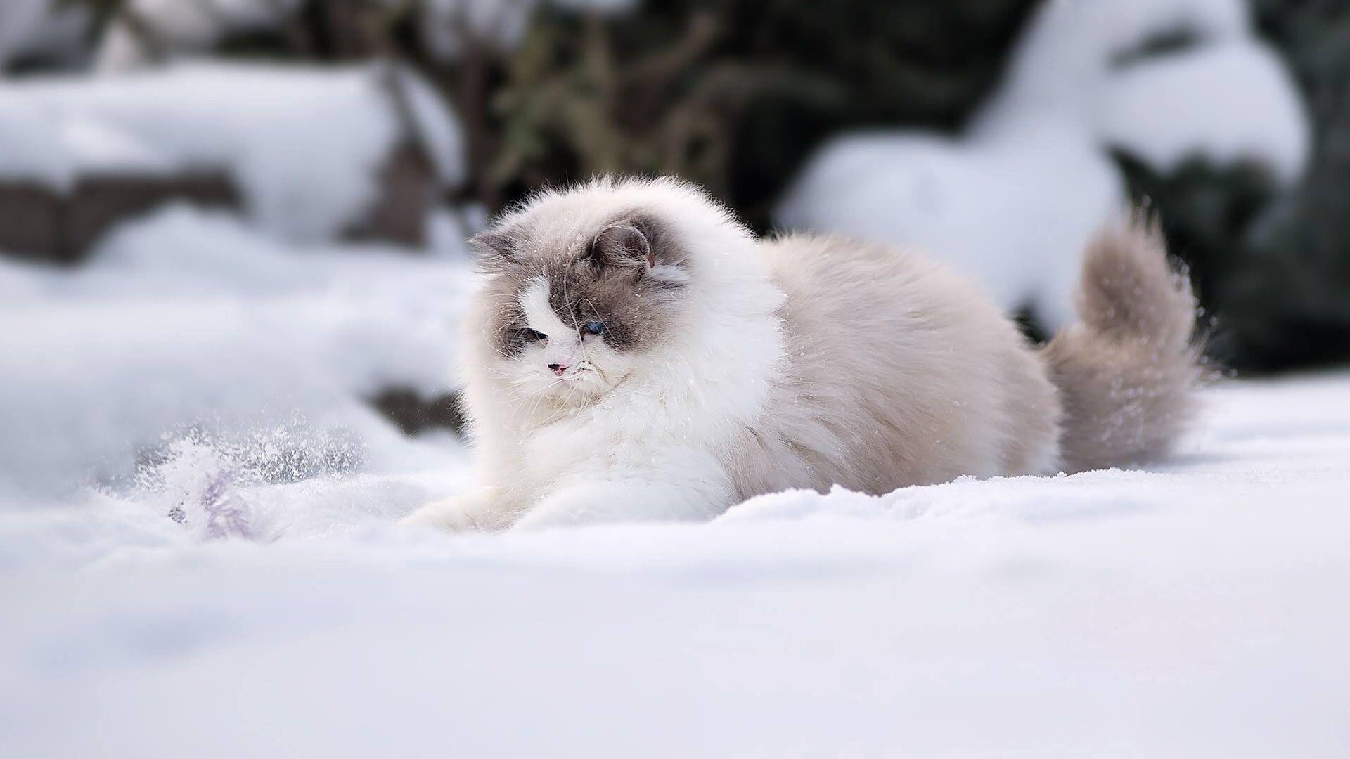 Cats in Snow Wallpapers - Top Free Cats in Snow Backgrounds ...