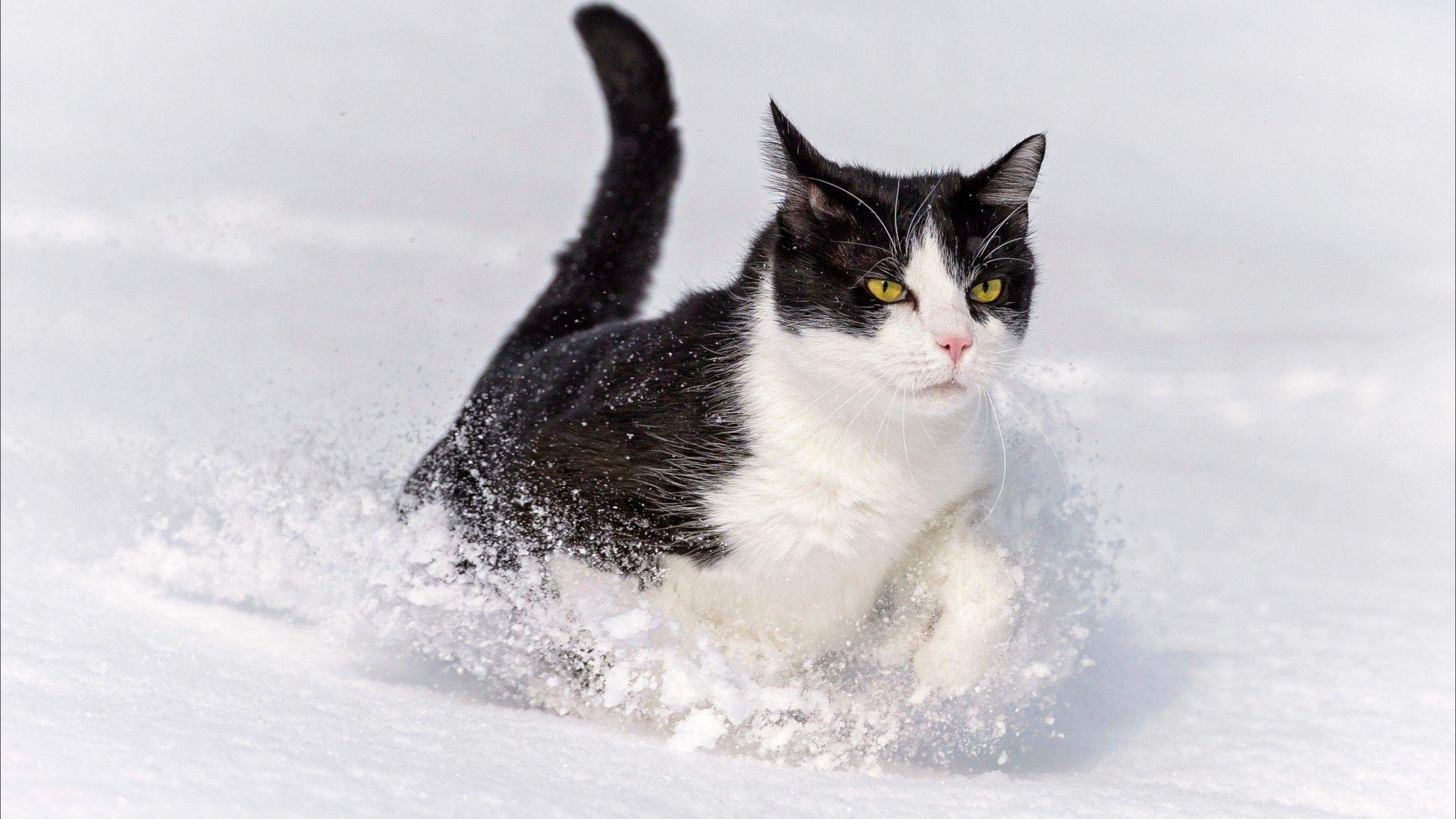 Cats in Snow Wallpapers - Top Free Cats in Snow Backgrounds ...