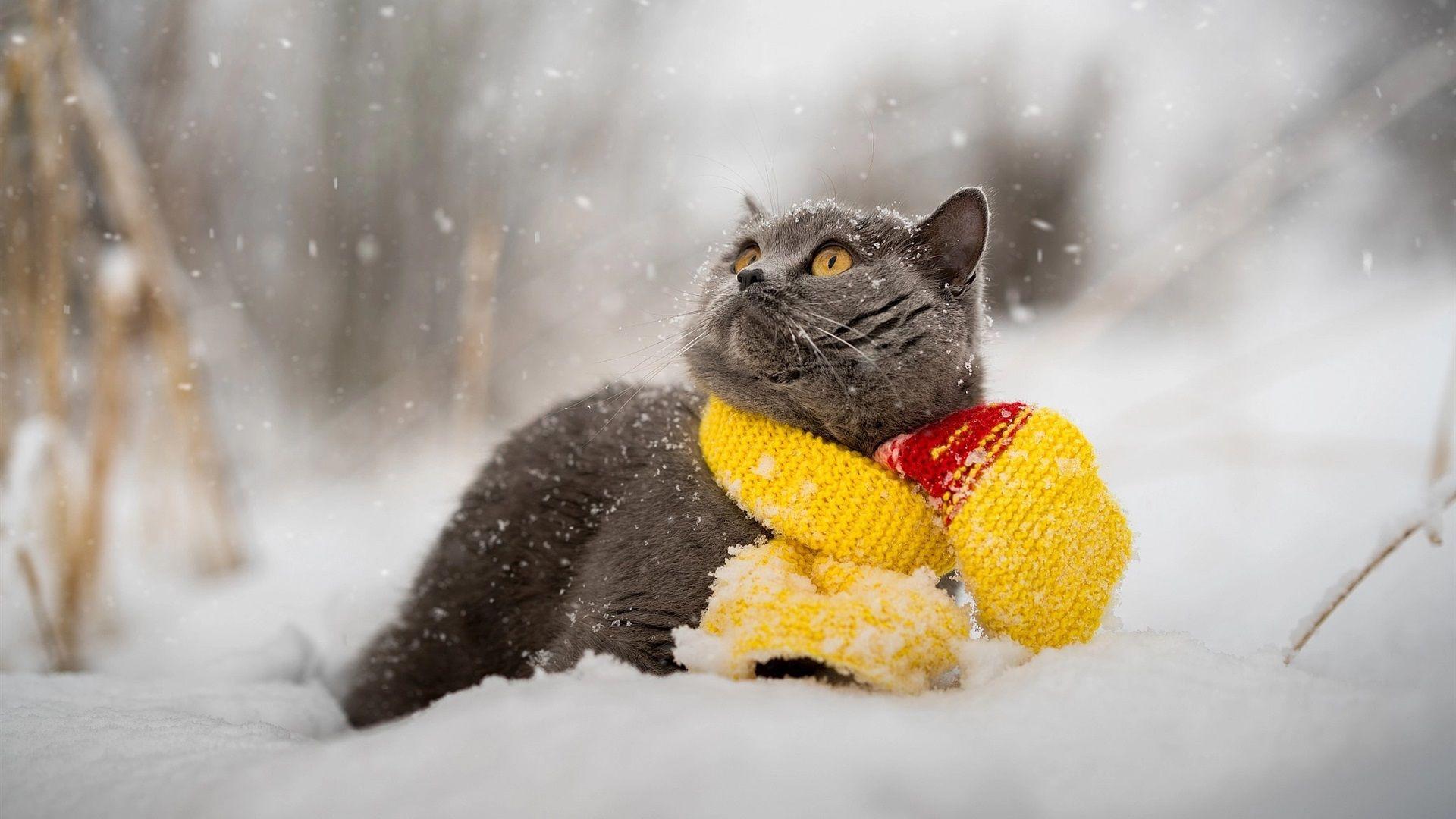 Cats in Snow Wallpapers - Top Free Cats in Snow Backgrounds ...