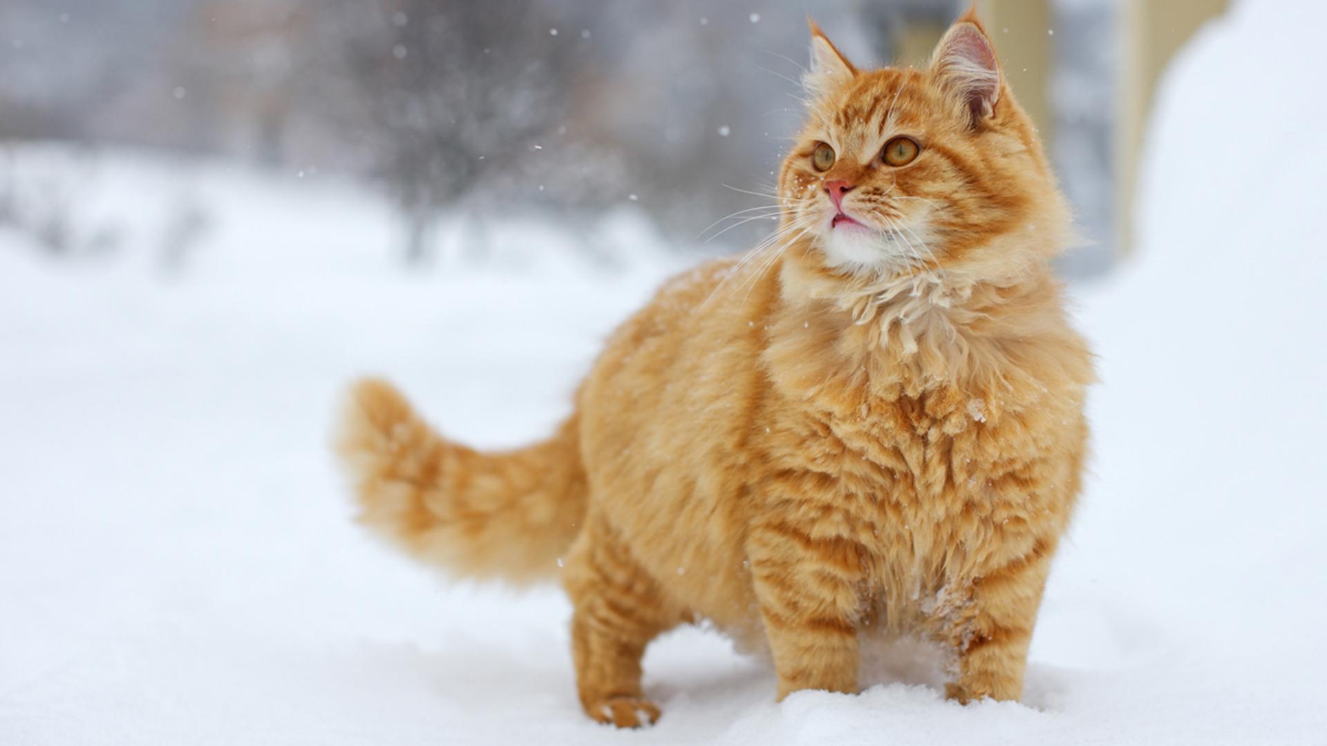 Cats in Snow Wallpapers - Top Free Cats in Snow Backgrounds ...