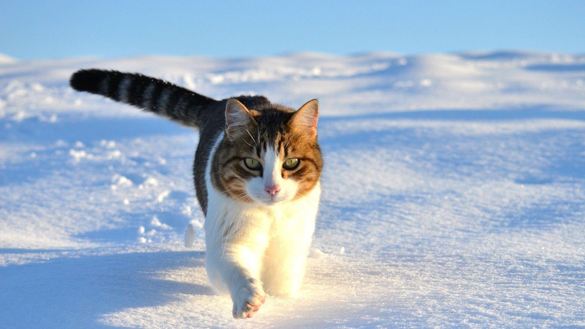 Cats in Snow Wallpapers - Top Free Cats in Snow Backgrounds ...