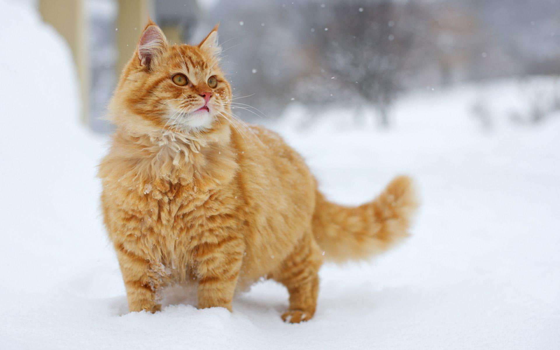 Cats in Snow Wallpapers - Top Free Cats in Snow Backgrounds ...