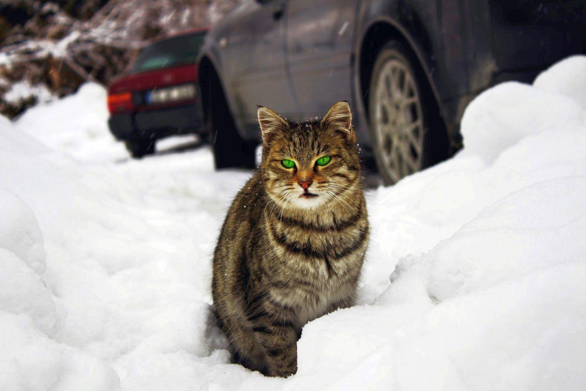 Cats in Snow Wallpapers - Top Free Cats in Snow Backgrounds ...