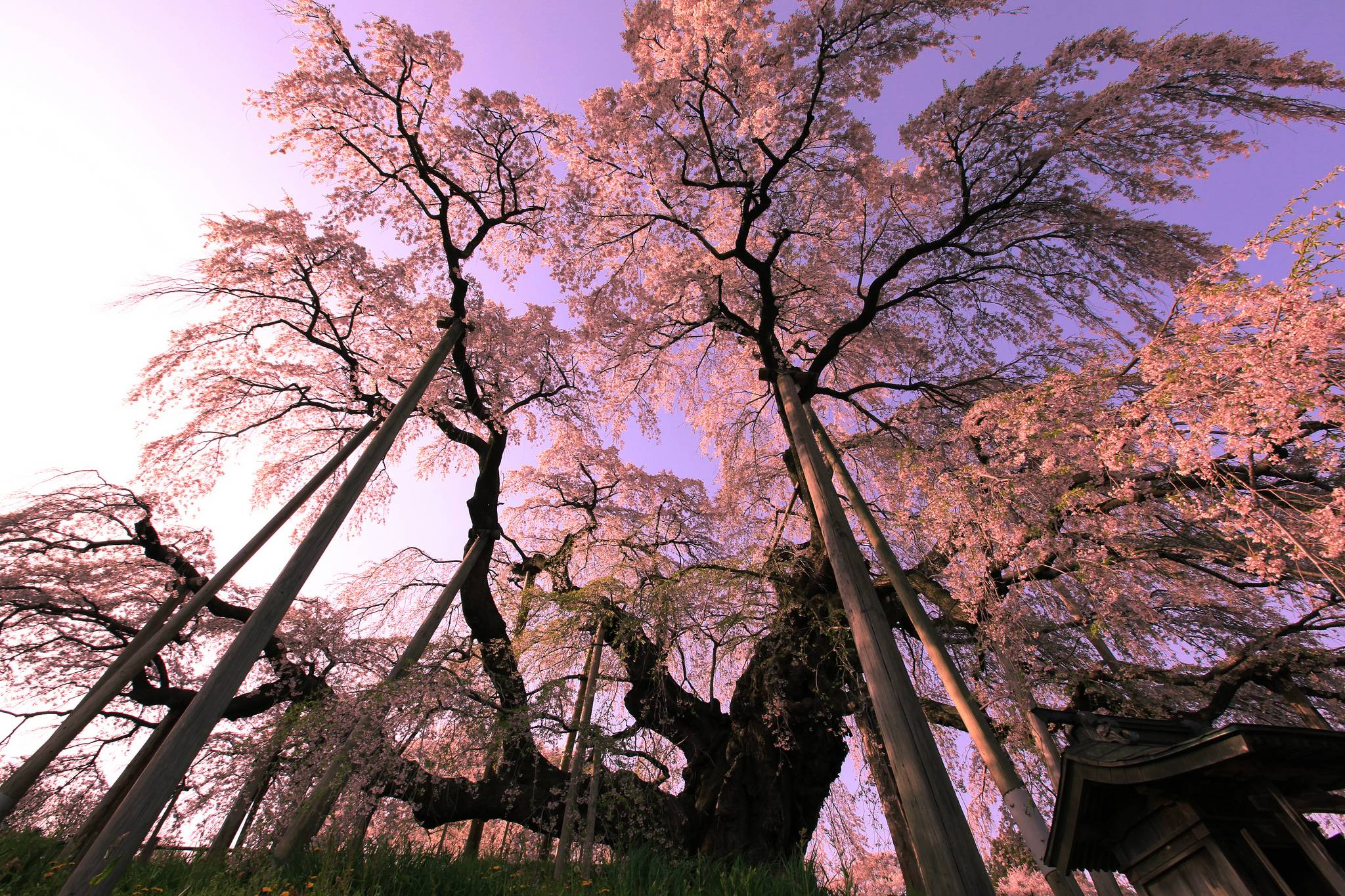 Japanese Cherry Blossom Tree Wallpapers - Top Free Japanese Cherry ...
