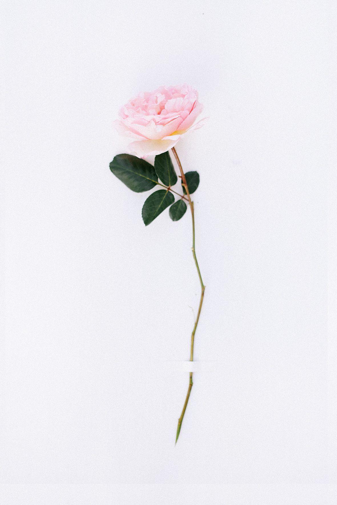 Dope Flowers Wallpapers - Top Free Dope Flowers Backgrounds ...