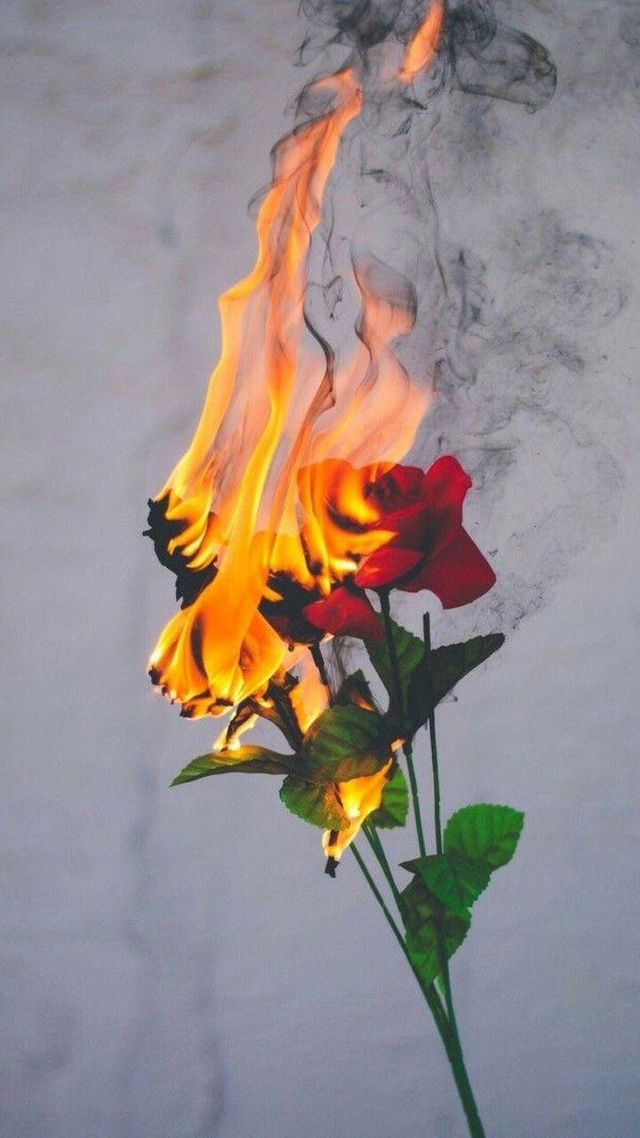 Dope Flowers Wallpapers - Top Free Dope Flowers Backgrounds ...