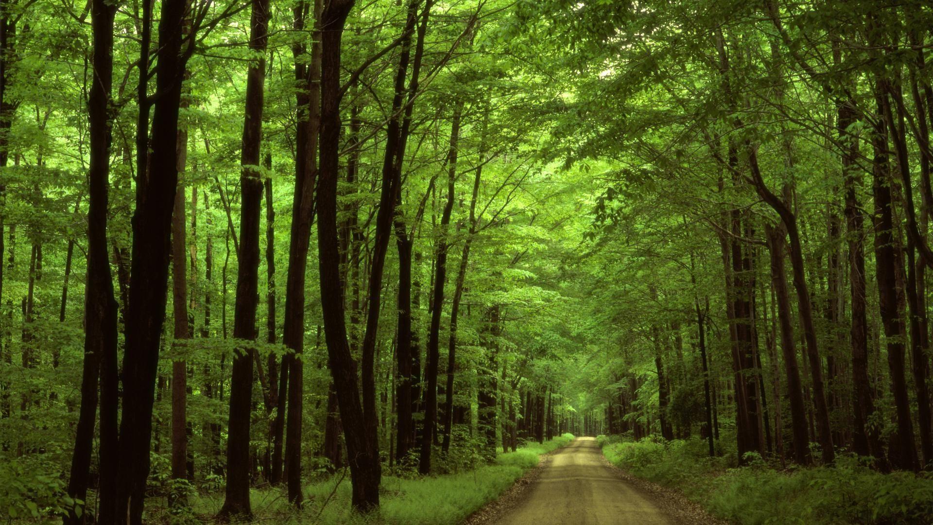 Deep Forest Road HD Wallpapers - Top Free Deep Forest Road HD ...