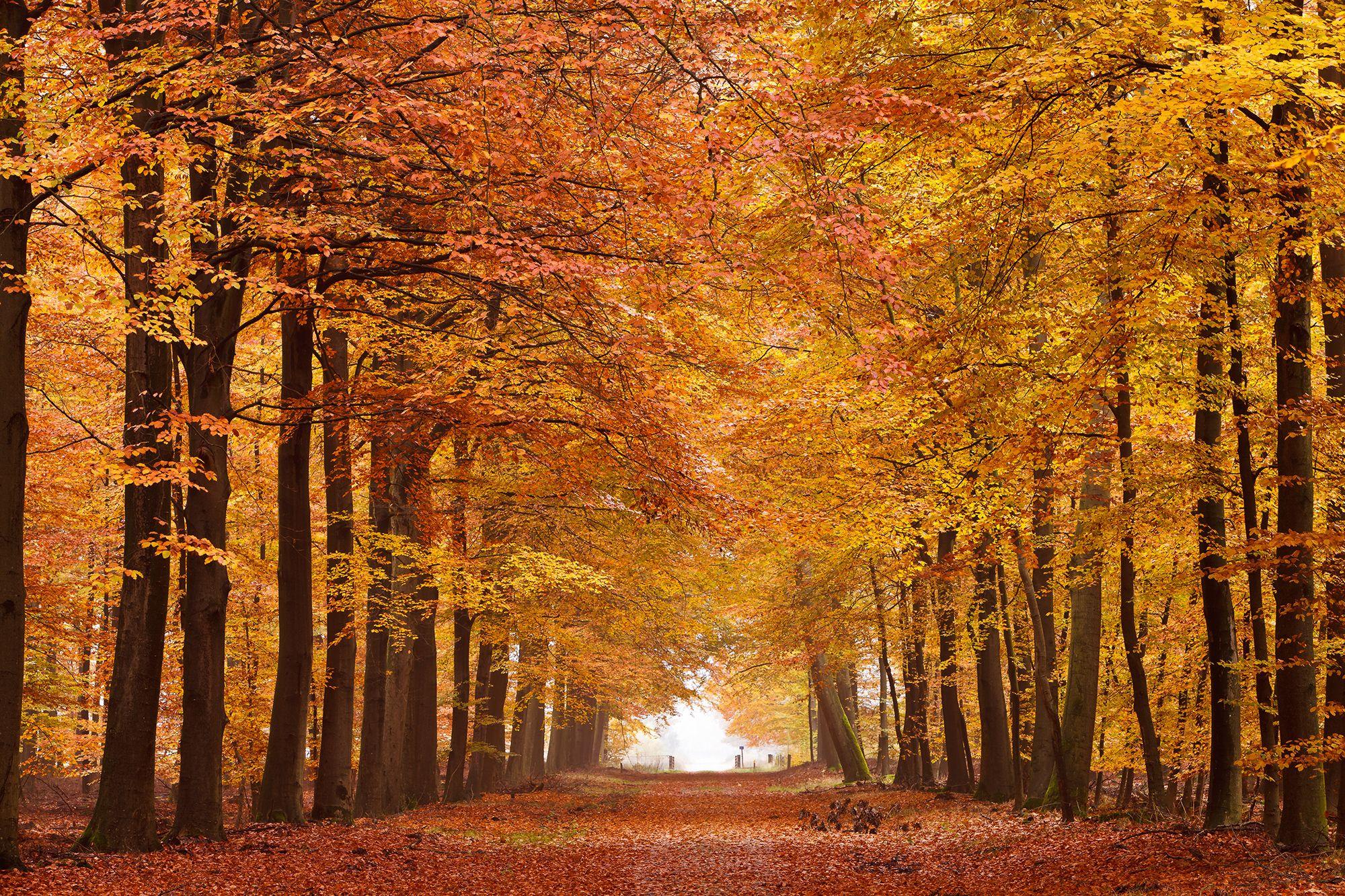 Fall Autumn Forest Wallpapers - Top Free Fall Autumn Forest Backgrounds ...