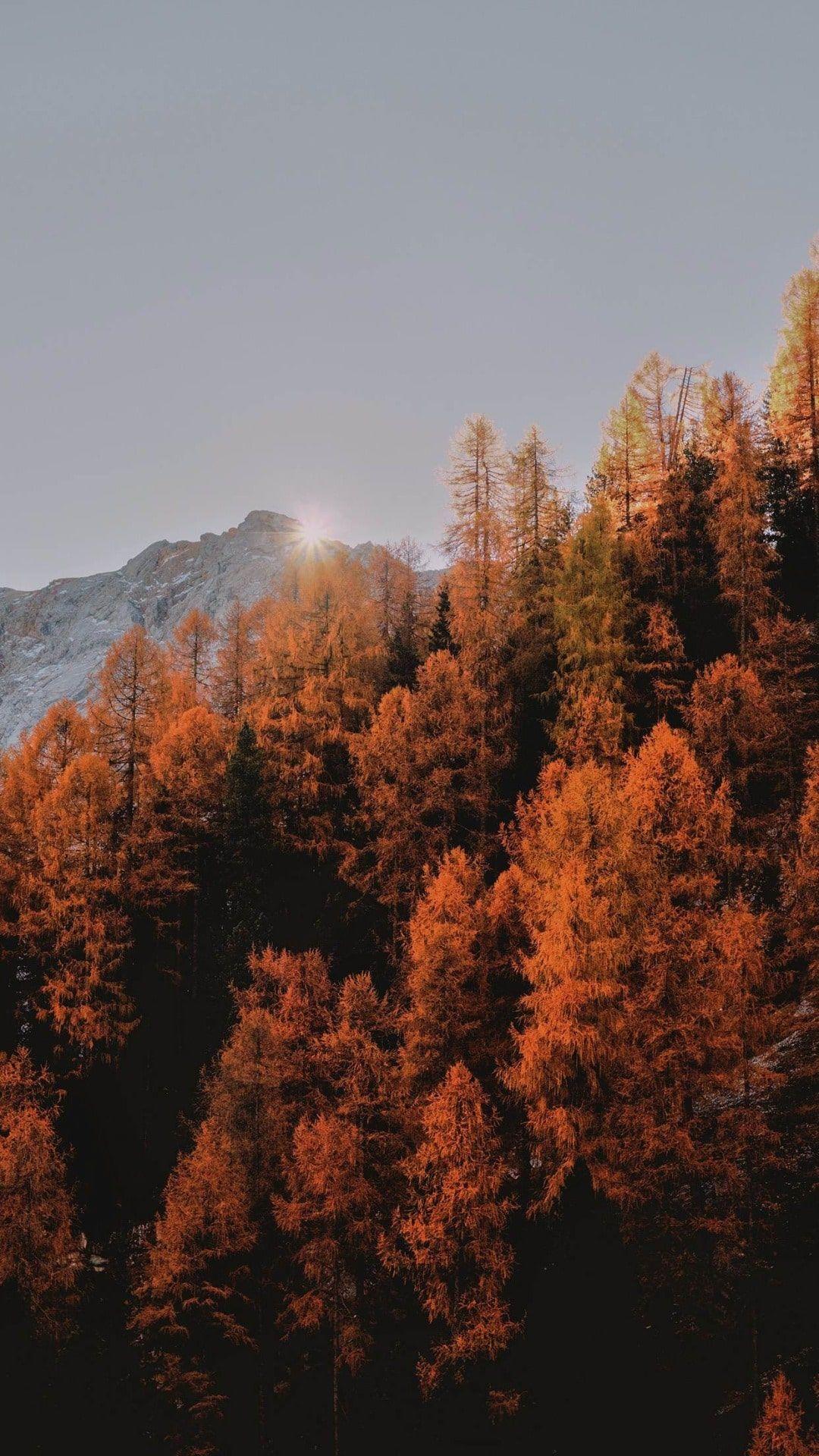 Fall Autumn Forest Wallpapers - Top Free Fall Autumn Forest Backgrounds ...