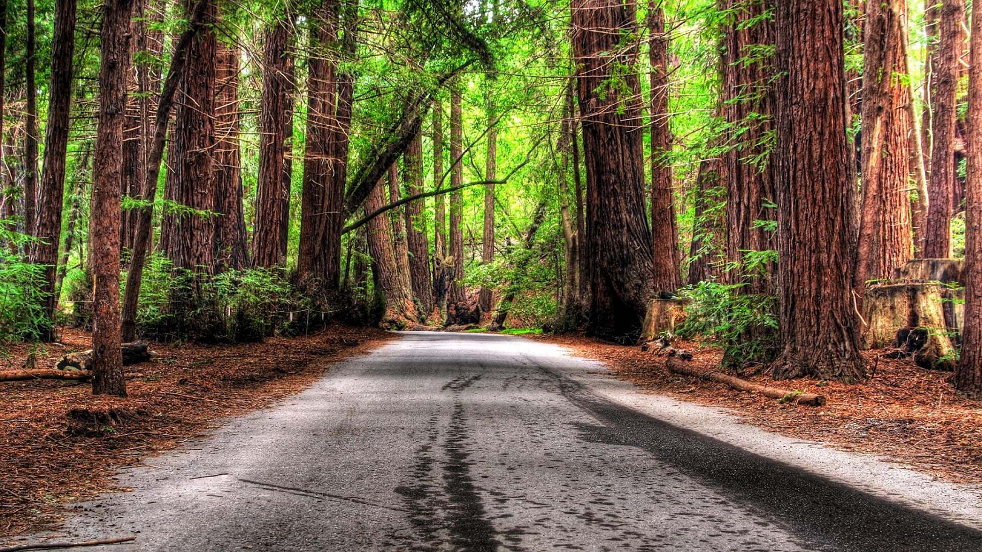 Deep Forest Road HD Wallpapers - Top Free Deep Forest Road HD ...