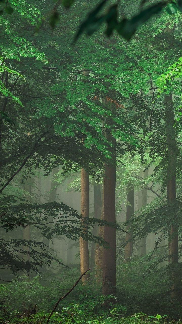 Deep Forest Road HD Wallpapers - Top Free Deep Forest Road HD ...