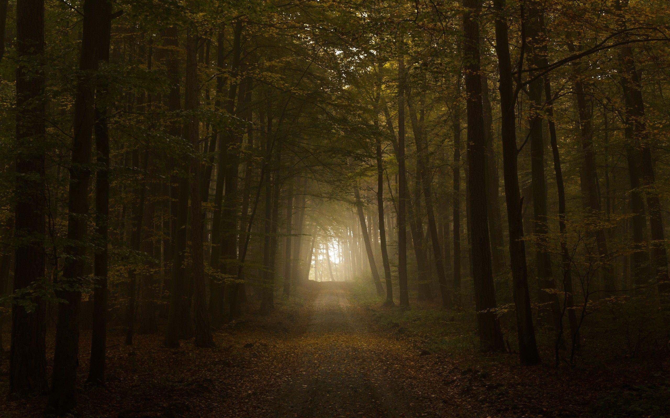 Deep Forest Road HD Wallpapers - Top Free Deep Forest Road HD ...