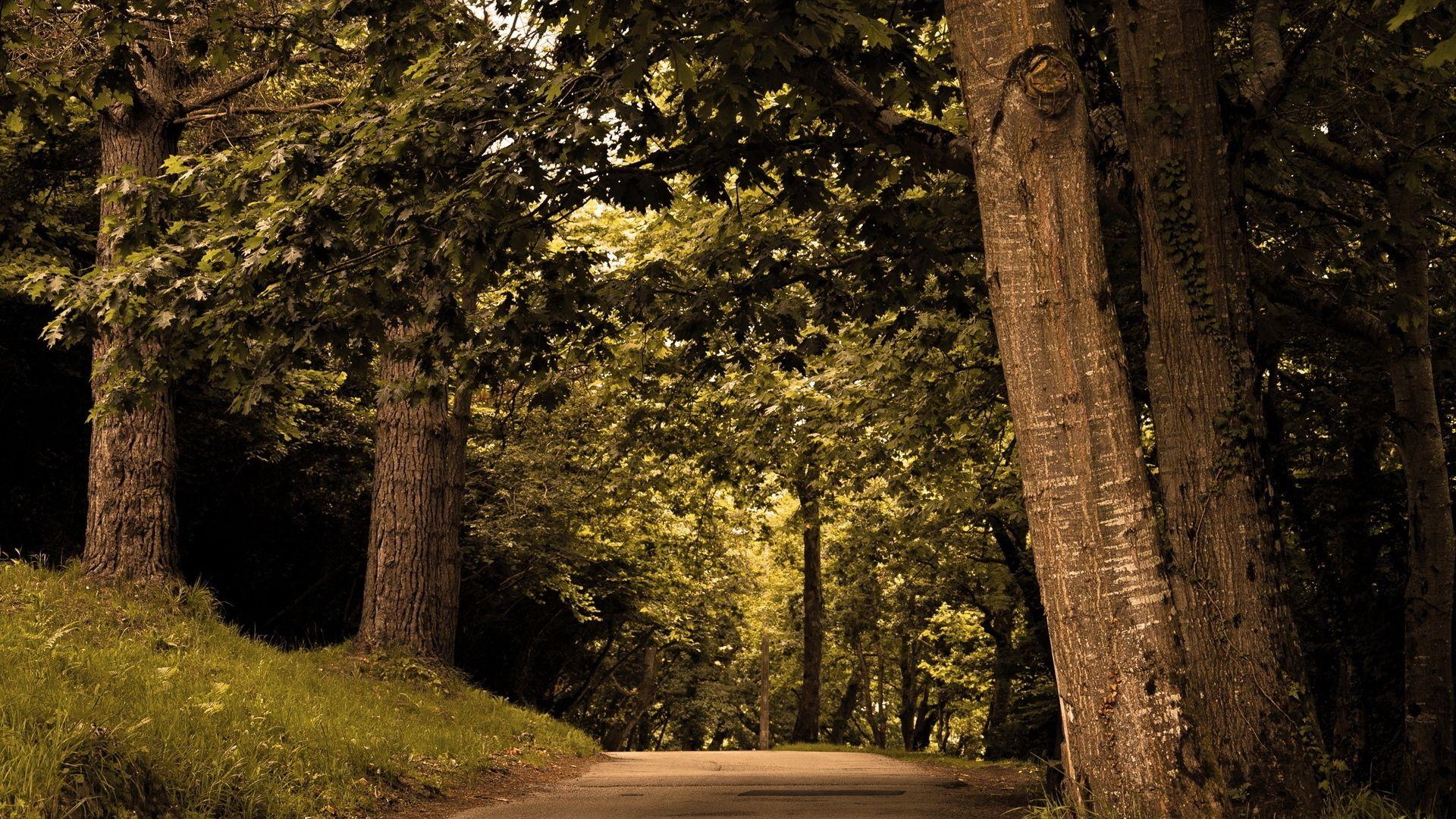 Deep Forest Road HD Wallpapers - Top Free Deep Forest Road HD ...