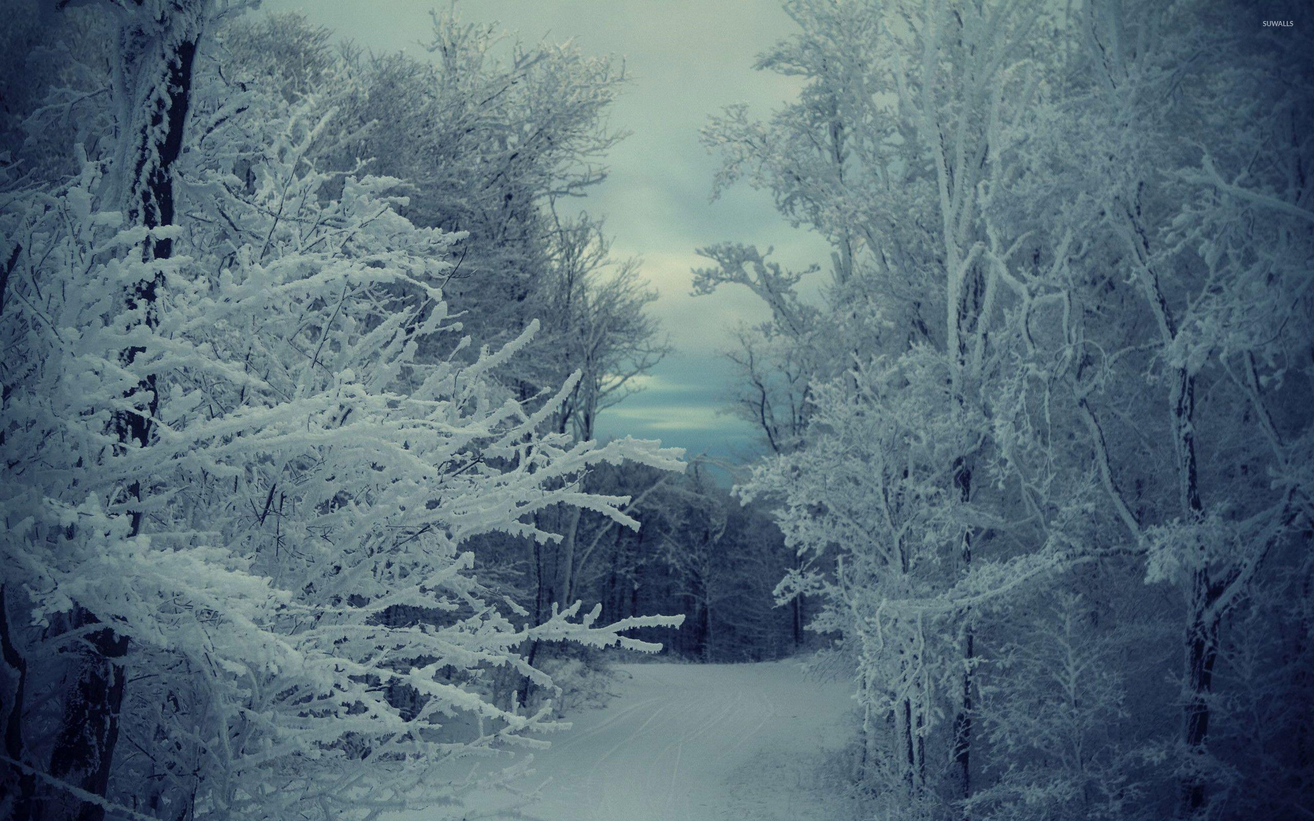 Dark Snowy Forest Wallpapers - Top Free Dark Snowy Forest Backgrounds ...