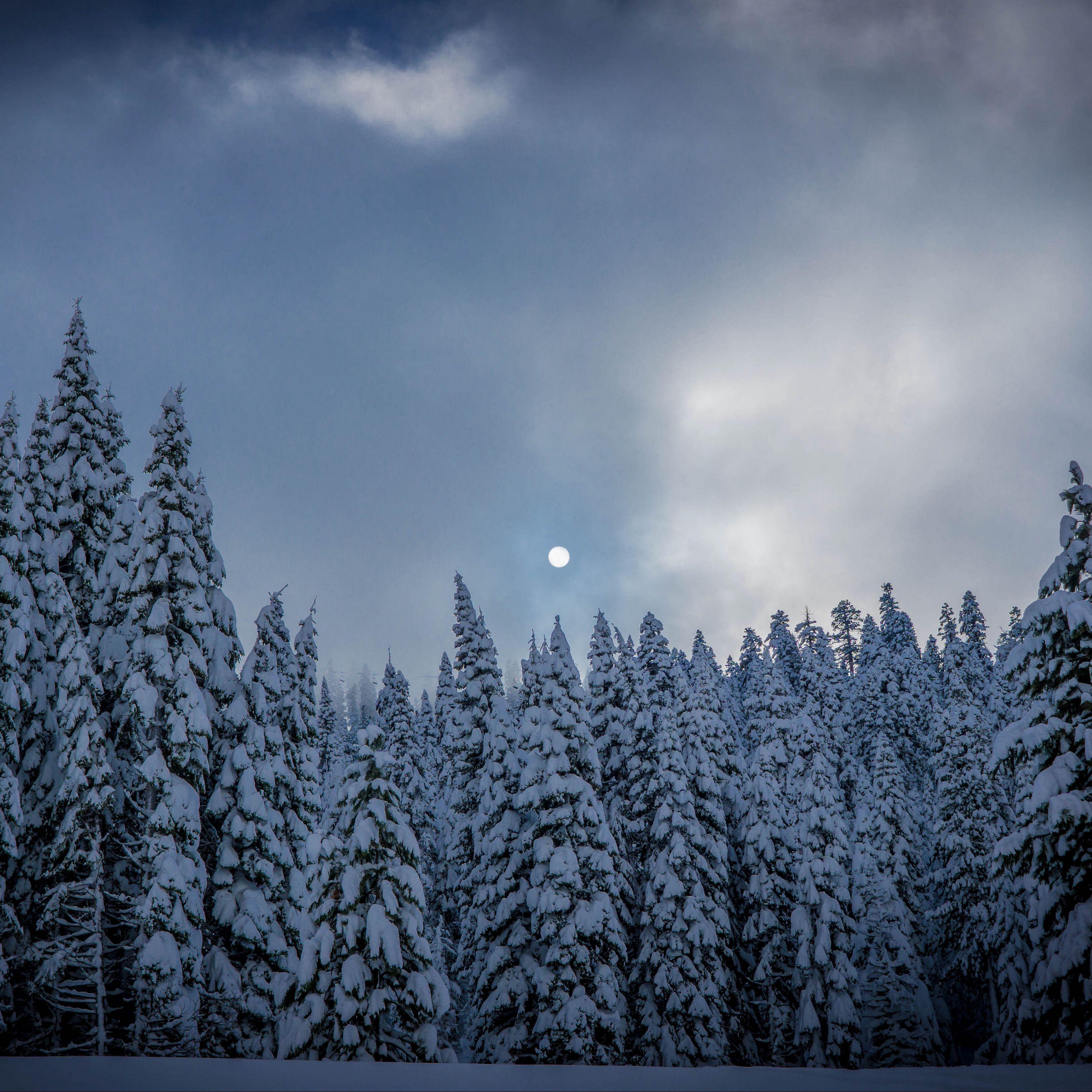 Dark Snowy Forest Wallpapers - Top Free Dark Snowy Forest Backgrounds ...