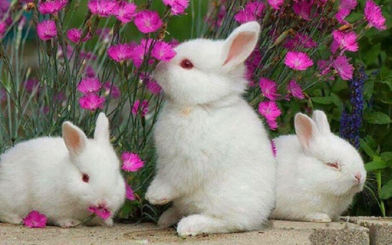 Rabbit Desktop Wallpapers - Top Free Rabbit Desktop Backgrounds ...