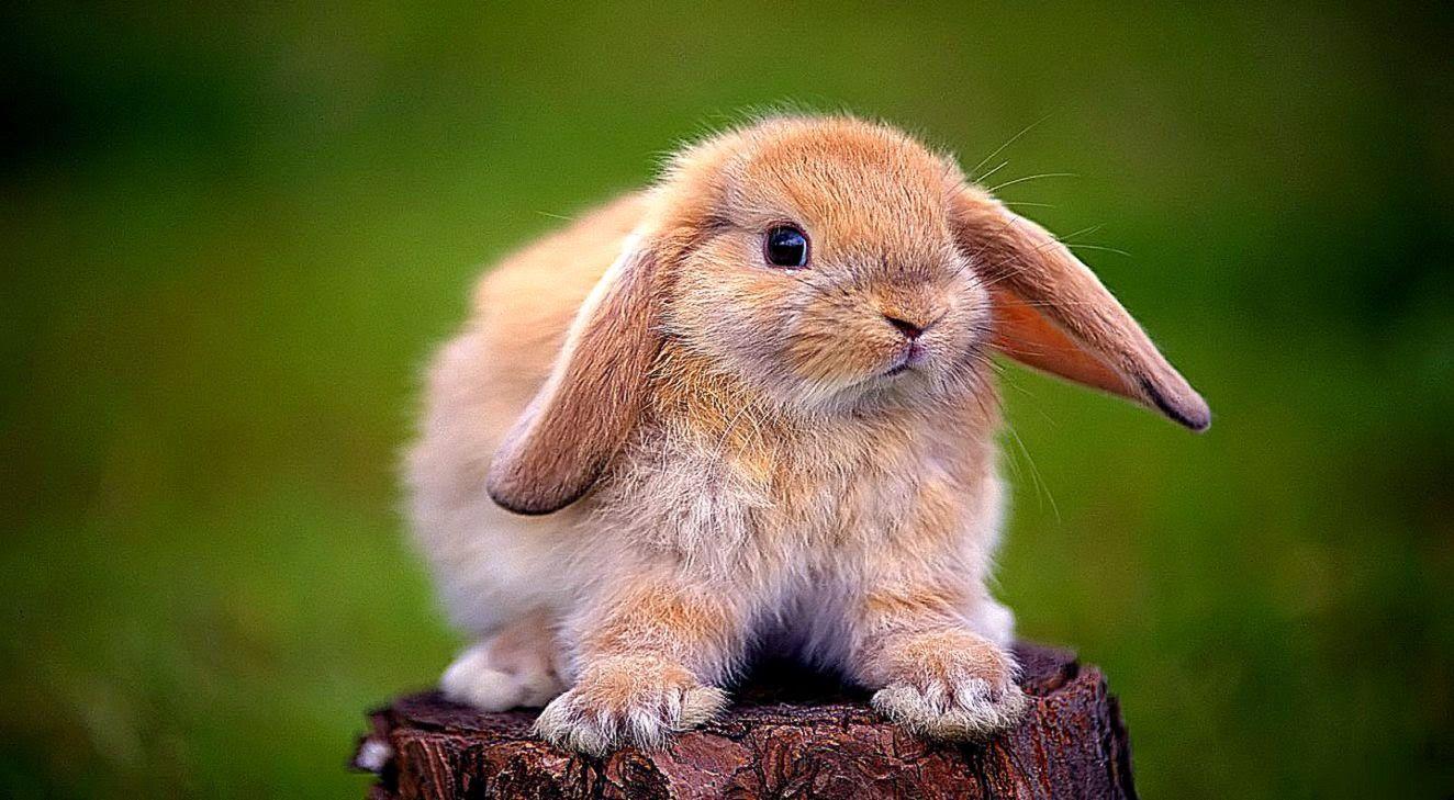 Rabbit Desktop Wallpapers - Top Free Rabbit Desktop Backgrounds ...