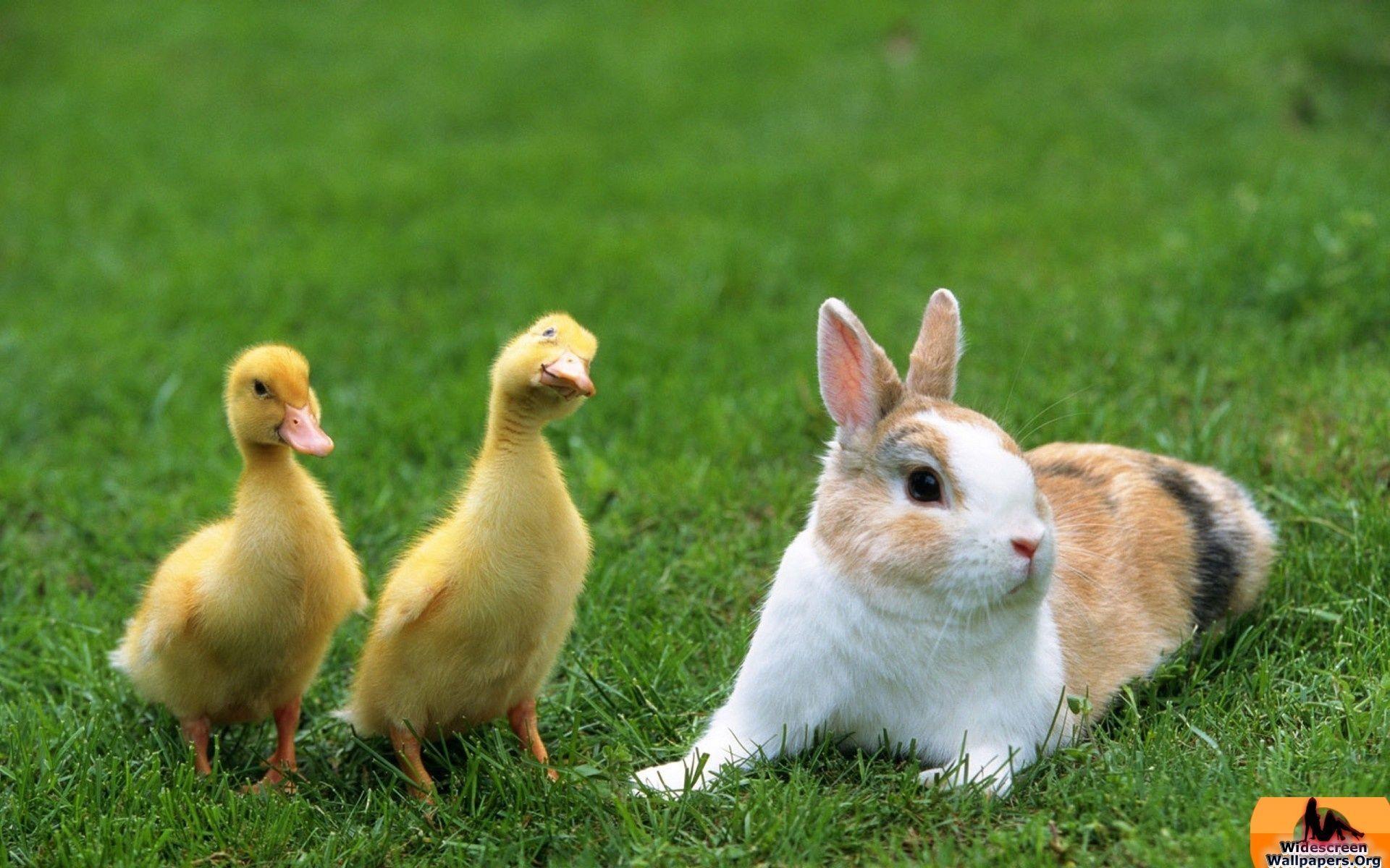 Rabbit Desktop Wallpapers - Top Free Rabbit Desktop Backgrounds ...