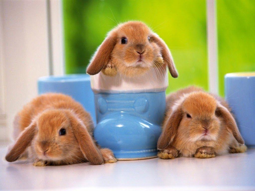 Rabbit Desktop Wallpapers - Top Free Rabbit Desktop Backgrounds ...