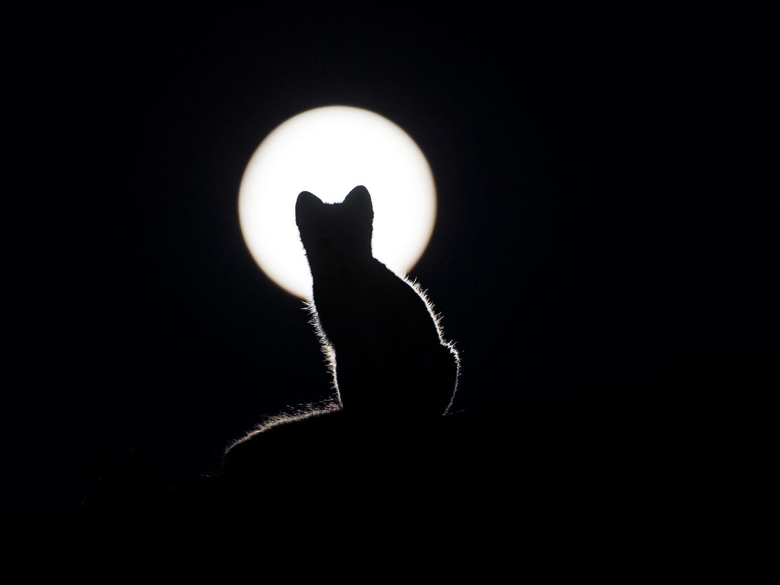 Moon Cat Wallpapers - Top Free Moon Cat Backgrounds - WallpaperAccess