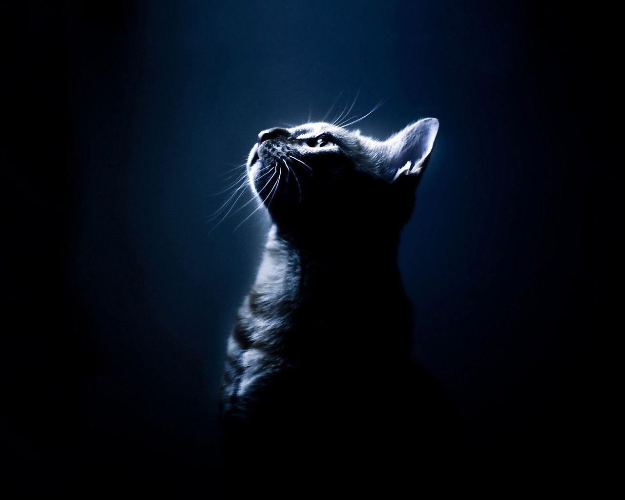 Moon Cat Wallpapers - Top Free Moon Cat Backgrounds - WallpaperAccess