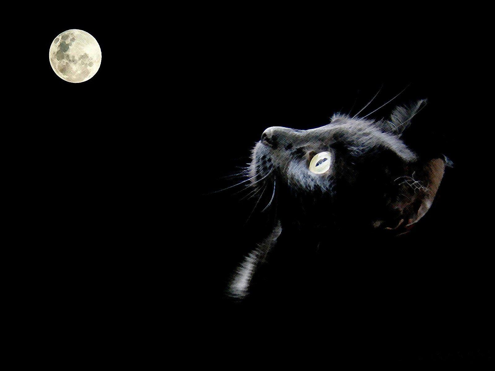 Moon Cat Wallpapers - Top Free Moon Cat Backgrounds - WallpaperAccess