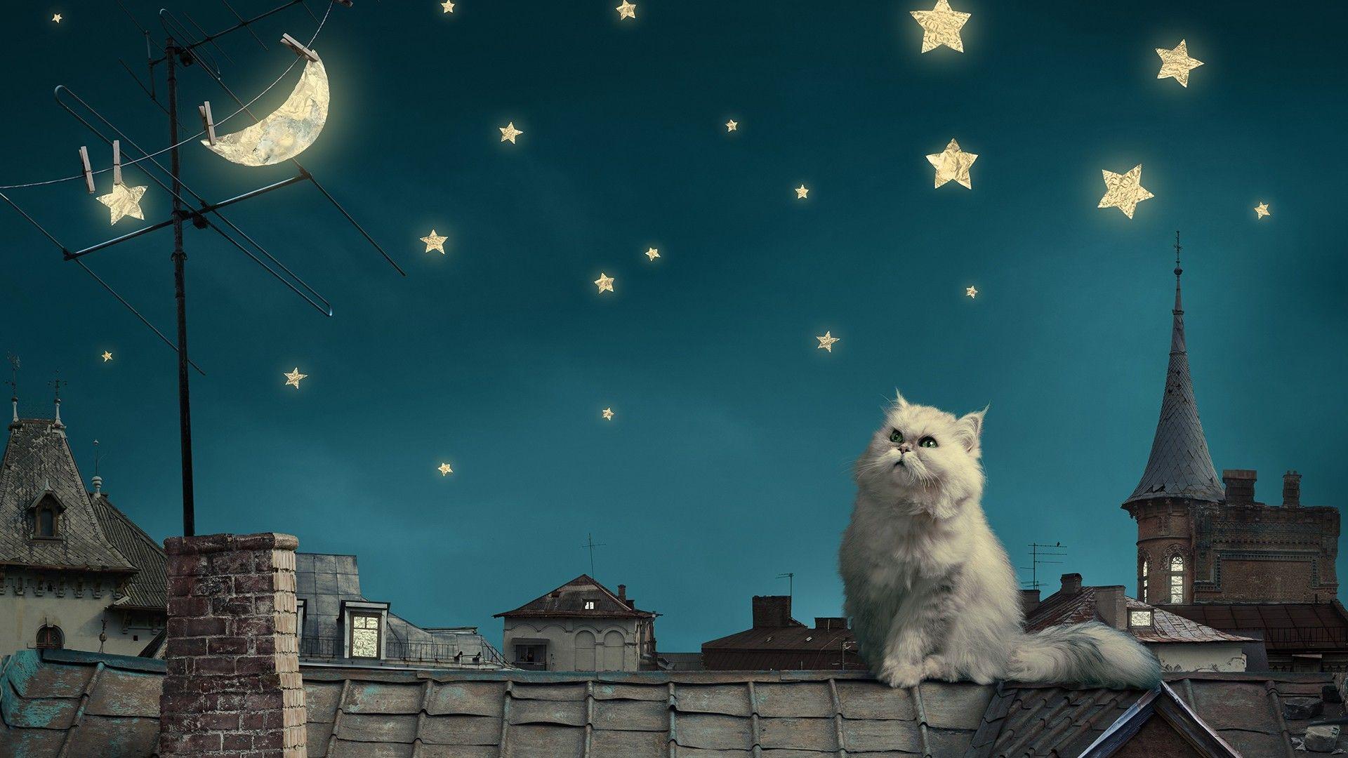 Moon Cat Wallpapers - Top Free Moon Cat Backgrounds - WallpaperAccess