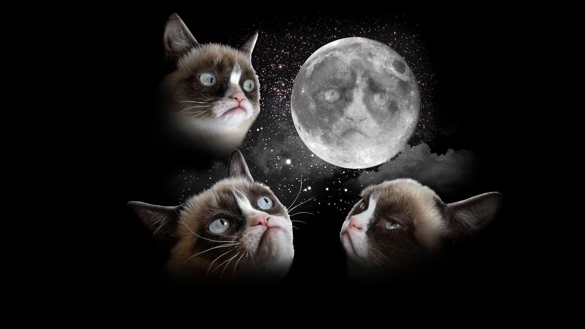 Moon Cat Wallpapers - Top Free Moon Cat Backgrounds - WallpaperAccess