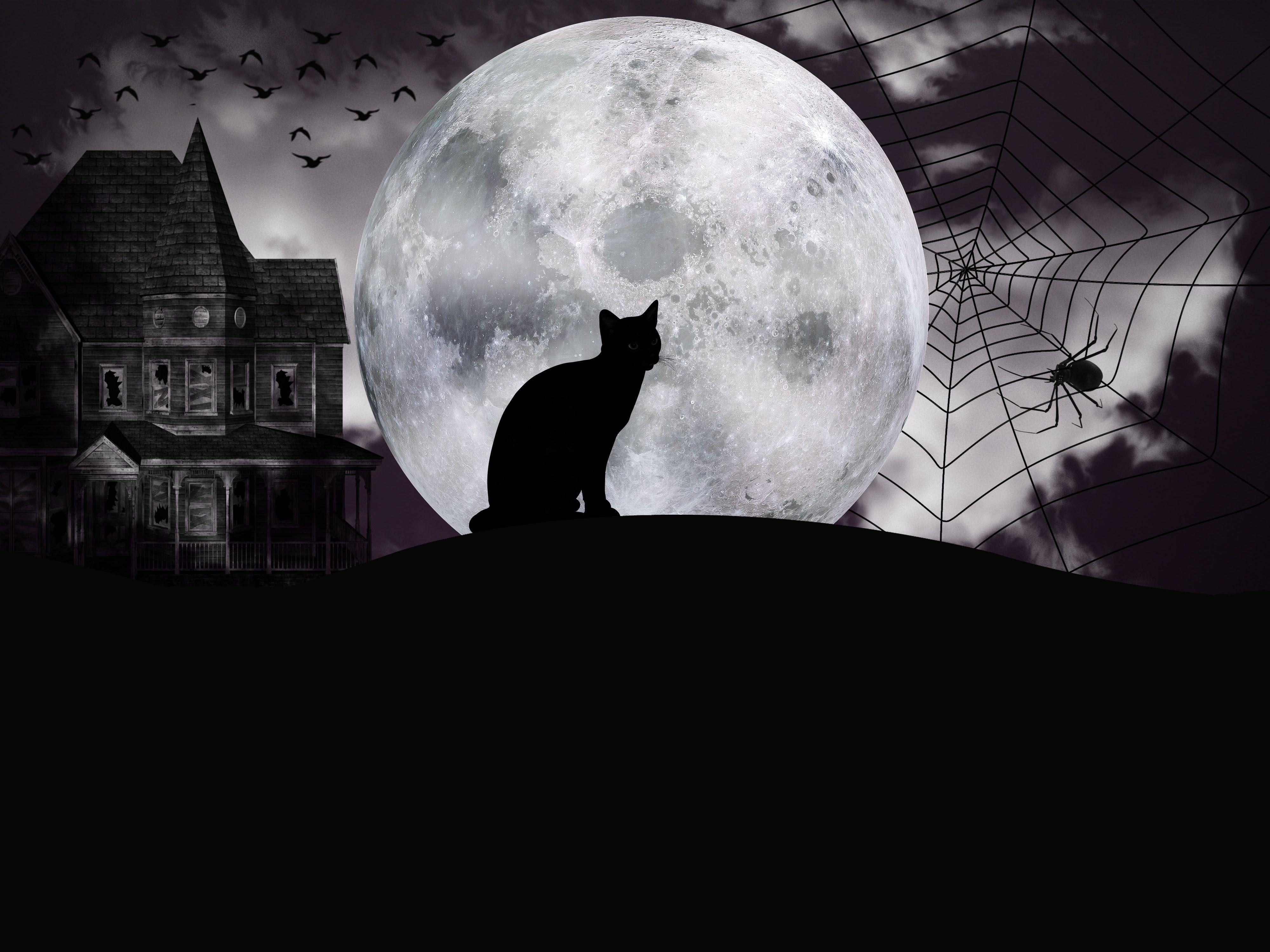 Moon Cat Wallpapers - Top Free Moon Cat Backgrounds - WallpaperAccess