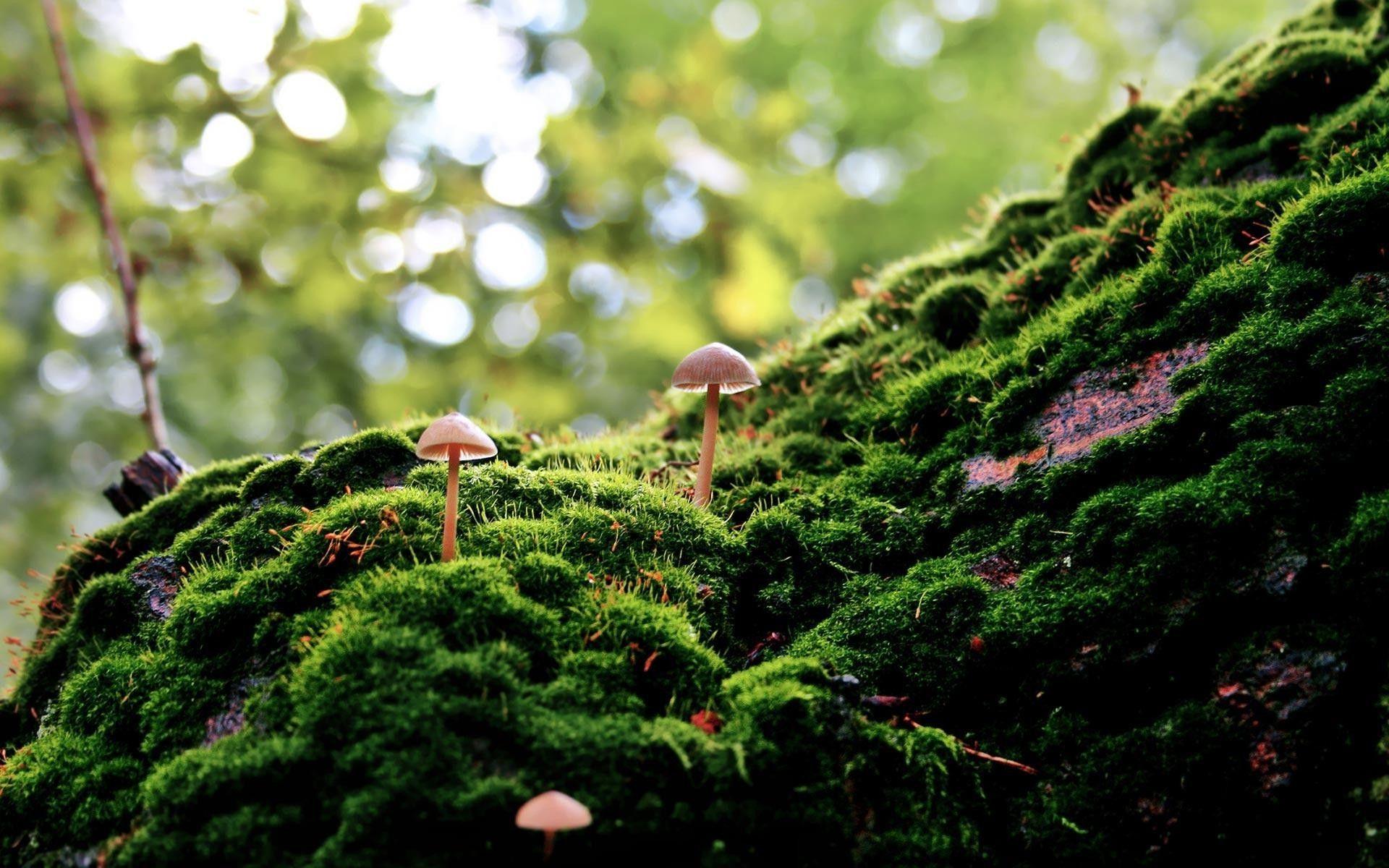 Mushroom Forest Wallpapers - Top Free Mushroom Forest Backgrounds ...