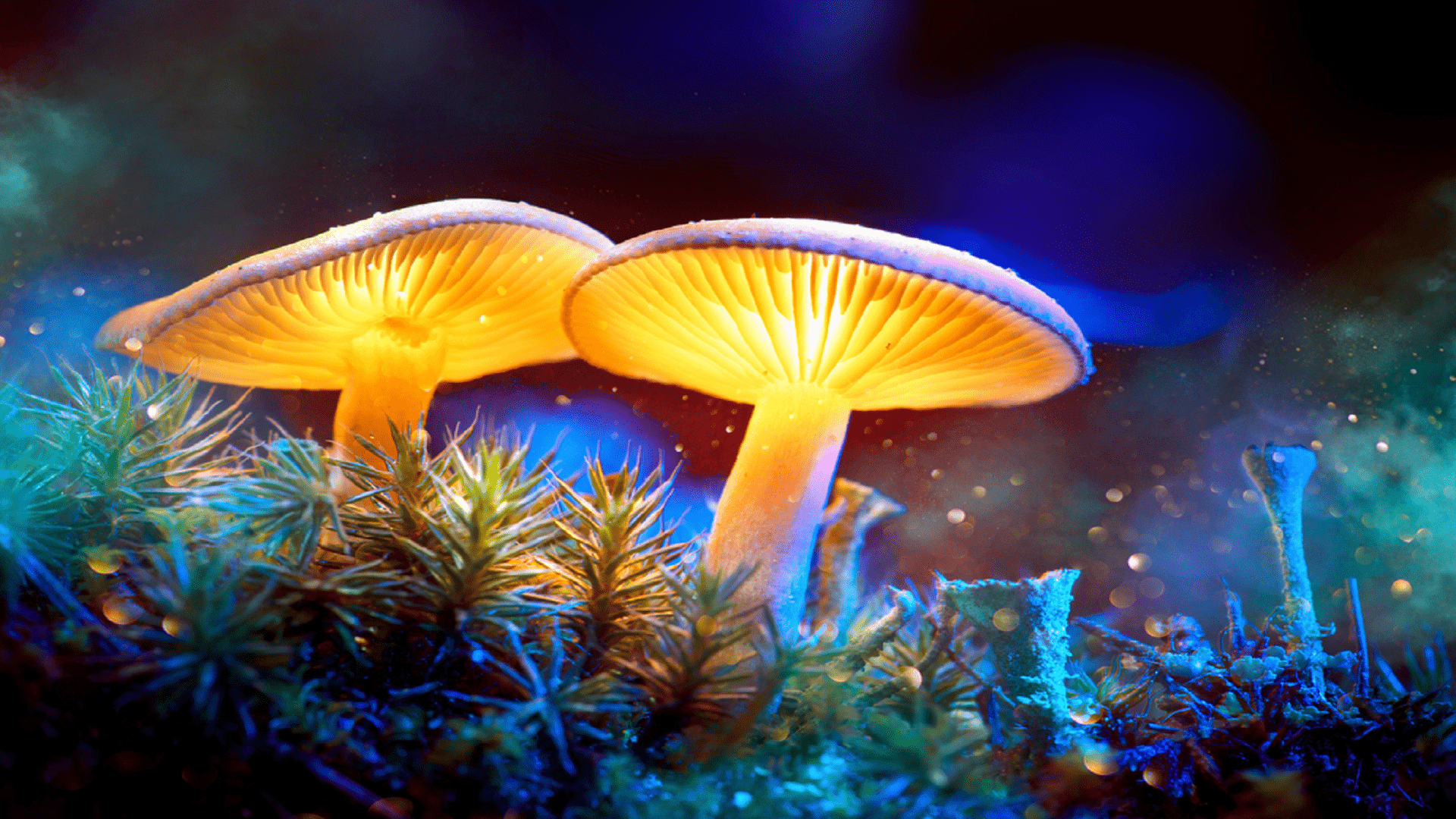 Mushroom Forest Wallpapers - Top Free Mushroom Forest Backgrounds ...