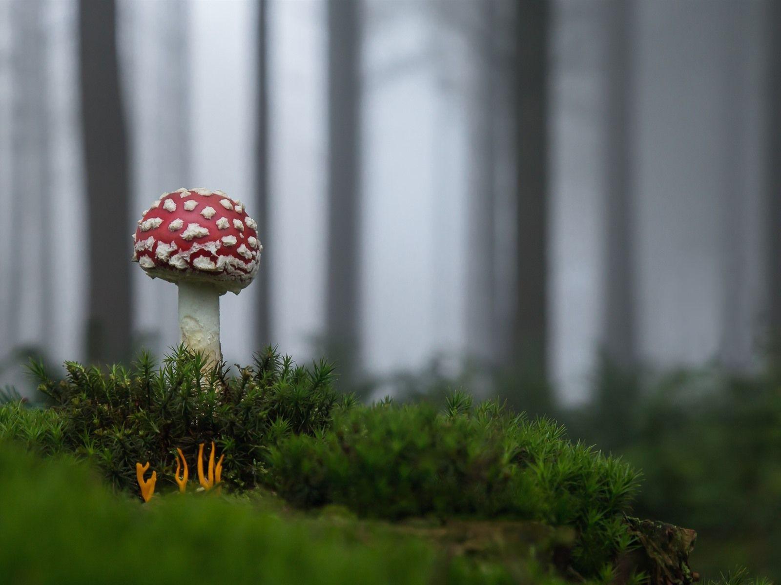 Mushroom Forest Wallpapers - Top Free Mushroom Forest Backgrounds ...