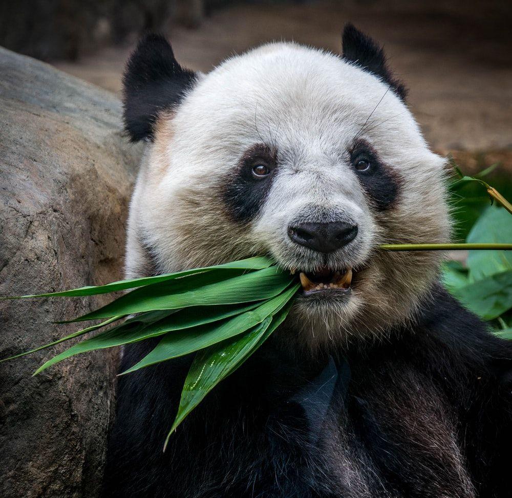 HD Panda Wallpapers - Top Free HD Panda Backgrounds - WallpaperAccess