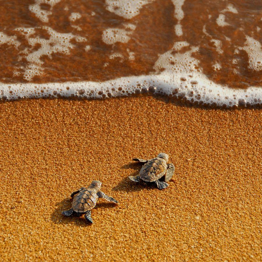 Beach Turtle Wallpapers - Top Free Beach Turtle Backgrounds ...