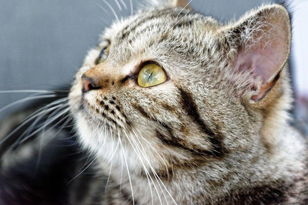 1200X800 Cat Wallpapers - Top Free 1200X800 Cat Backgrounds ...