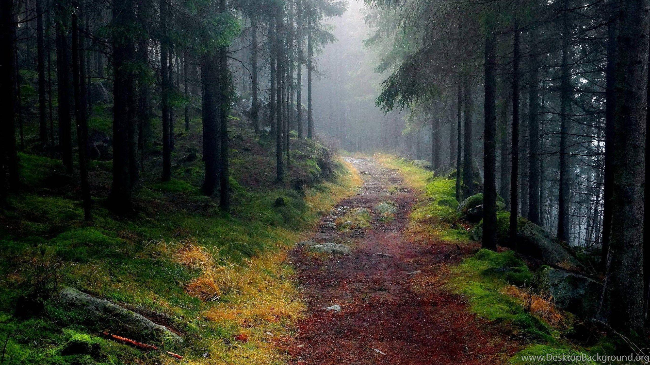 Foggy Mountain Forest Wallpapers - Top Free Foggy Mountain Forest ...