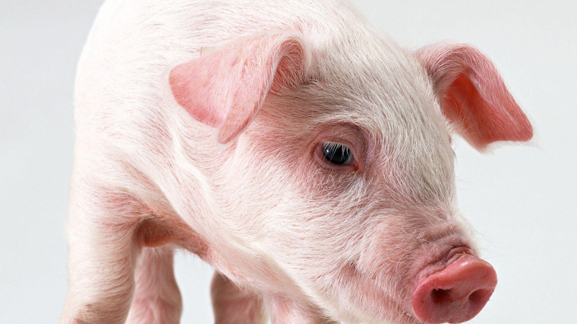 Pig Nose Wallpapers - Top Free Pig Nose Backgrounds - WallpaperAccess