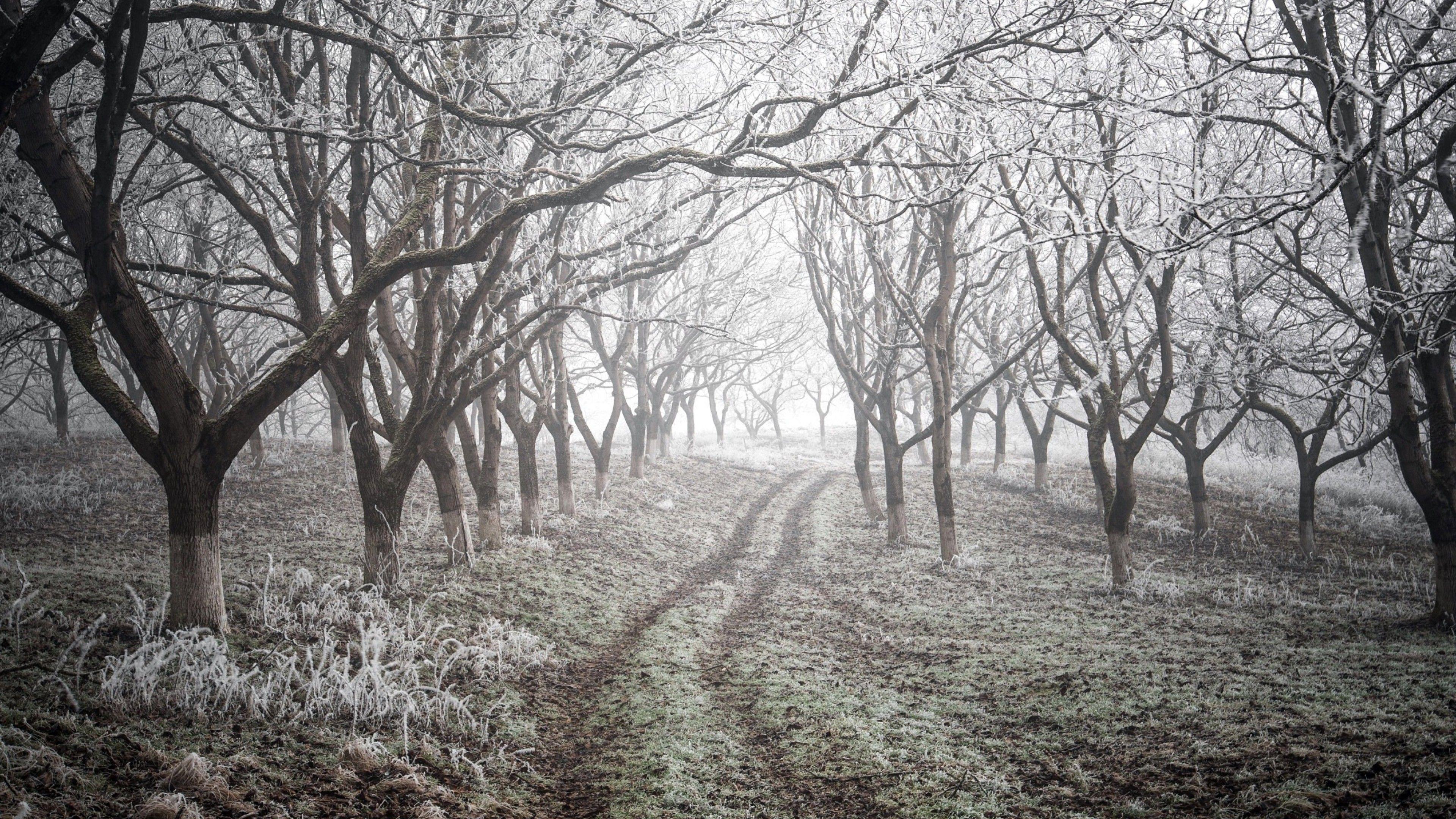 Winter Fog Wallpapers - Top Free Winter Fog Backgrounds - WallpaperAccess