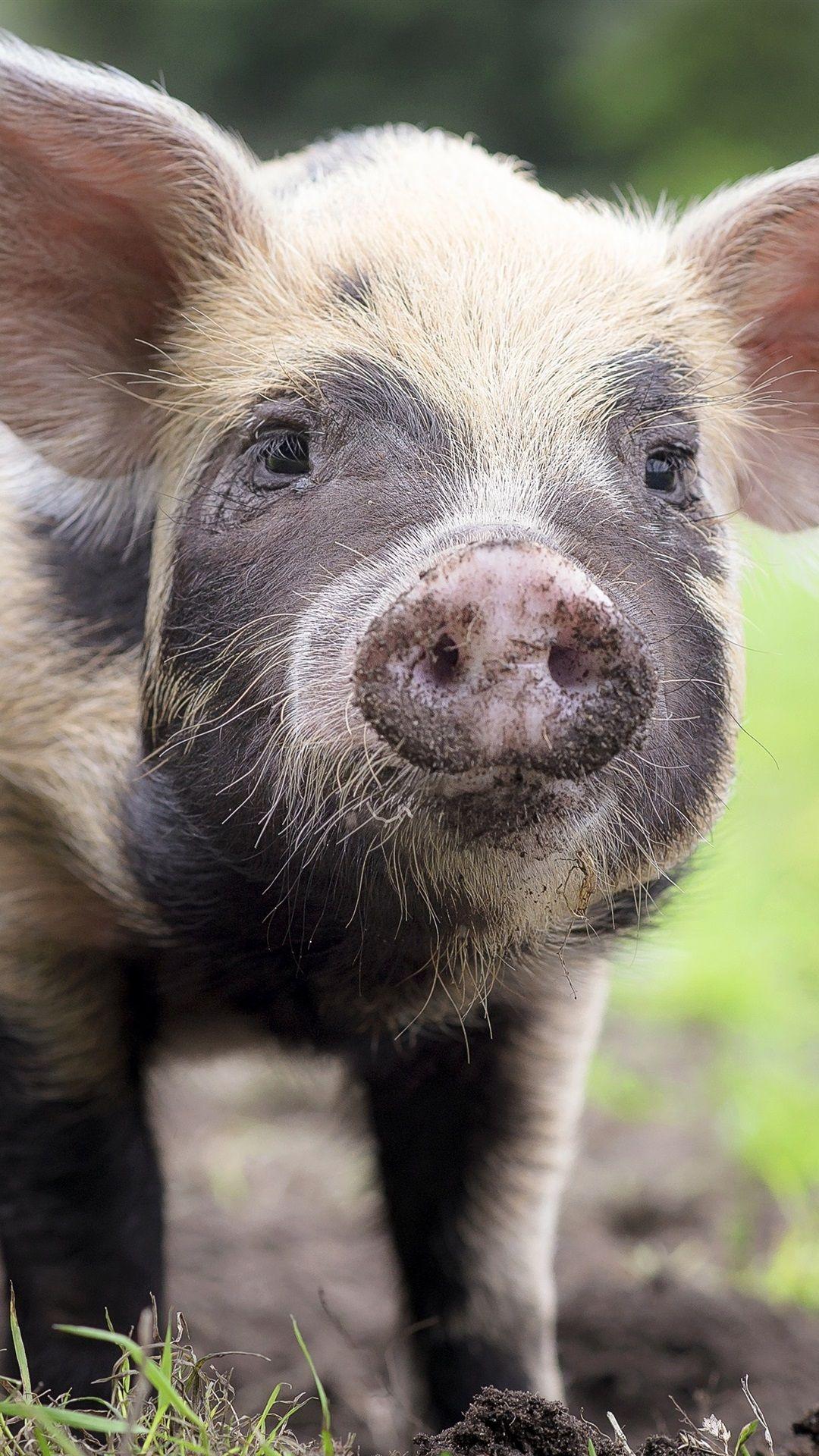 Pig Nose Wallpapers - Top Free Pig Nose Backgrounds - WallpaperAccess