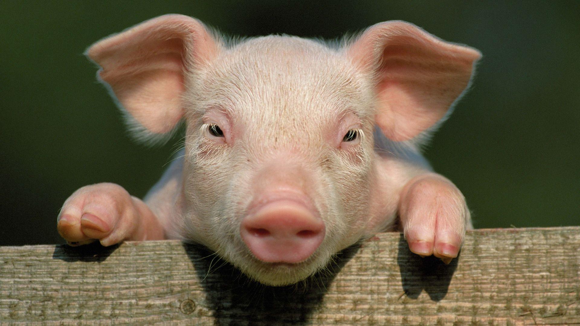Pig Nose Wallpapers - Top Free Pig Nose Backgrounds - WallpaperAccess