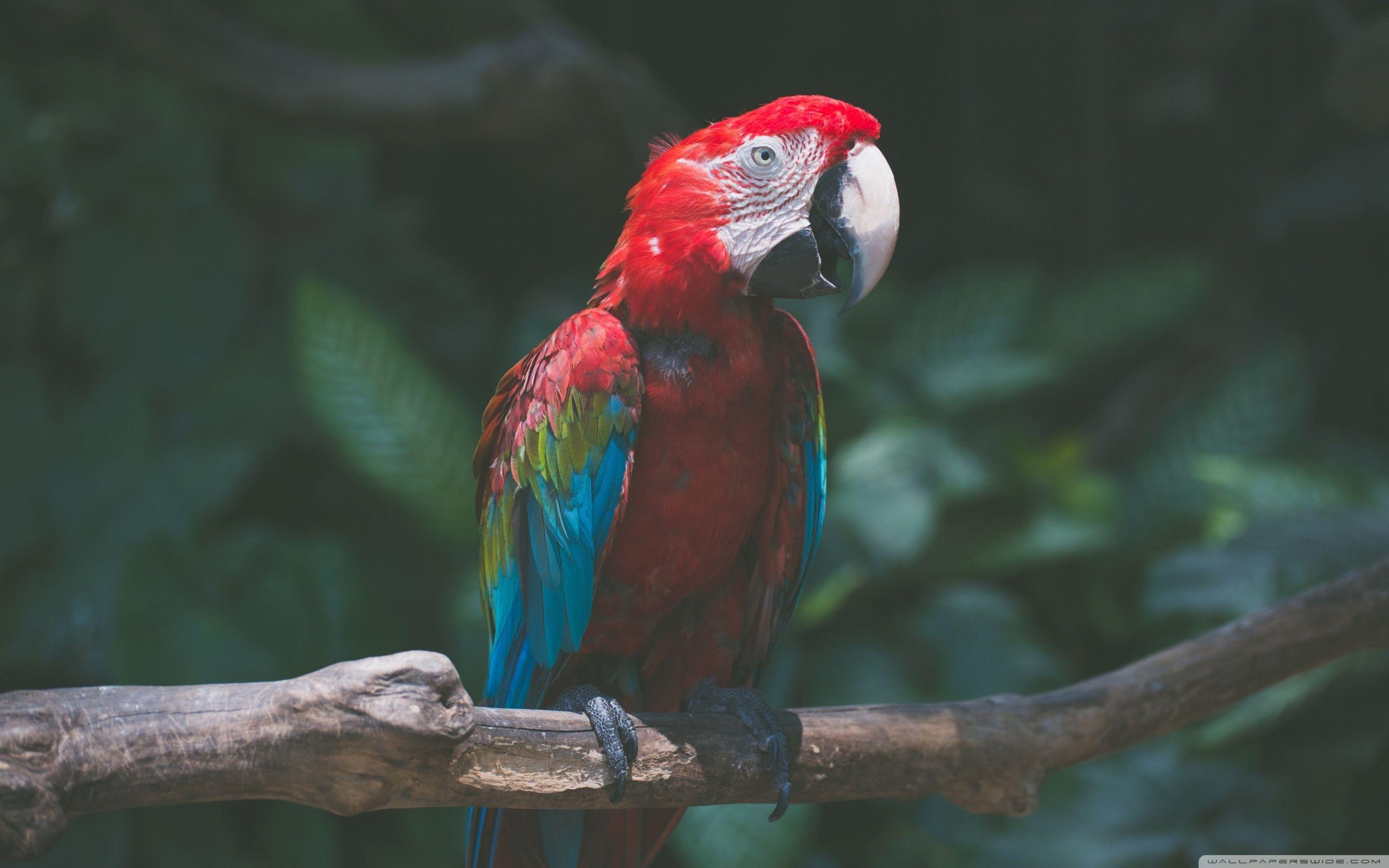 Parrot Bird Wallpapers - Top Free Parrot Bird Backgrounds - WallpaperAccess