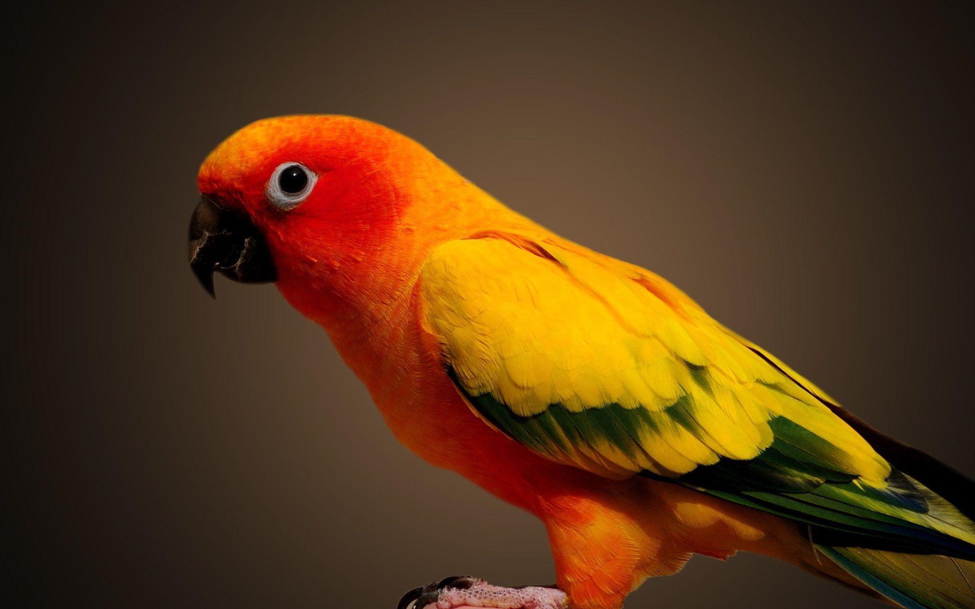 Parrot Bird Wallpapers - Top Free Parrot Bird Backgrounds - WallpaperAccess