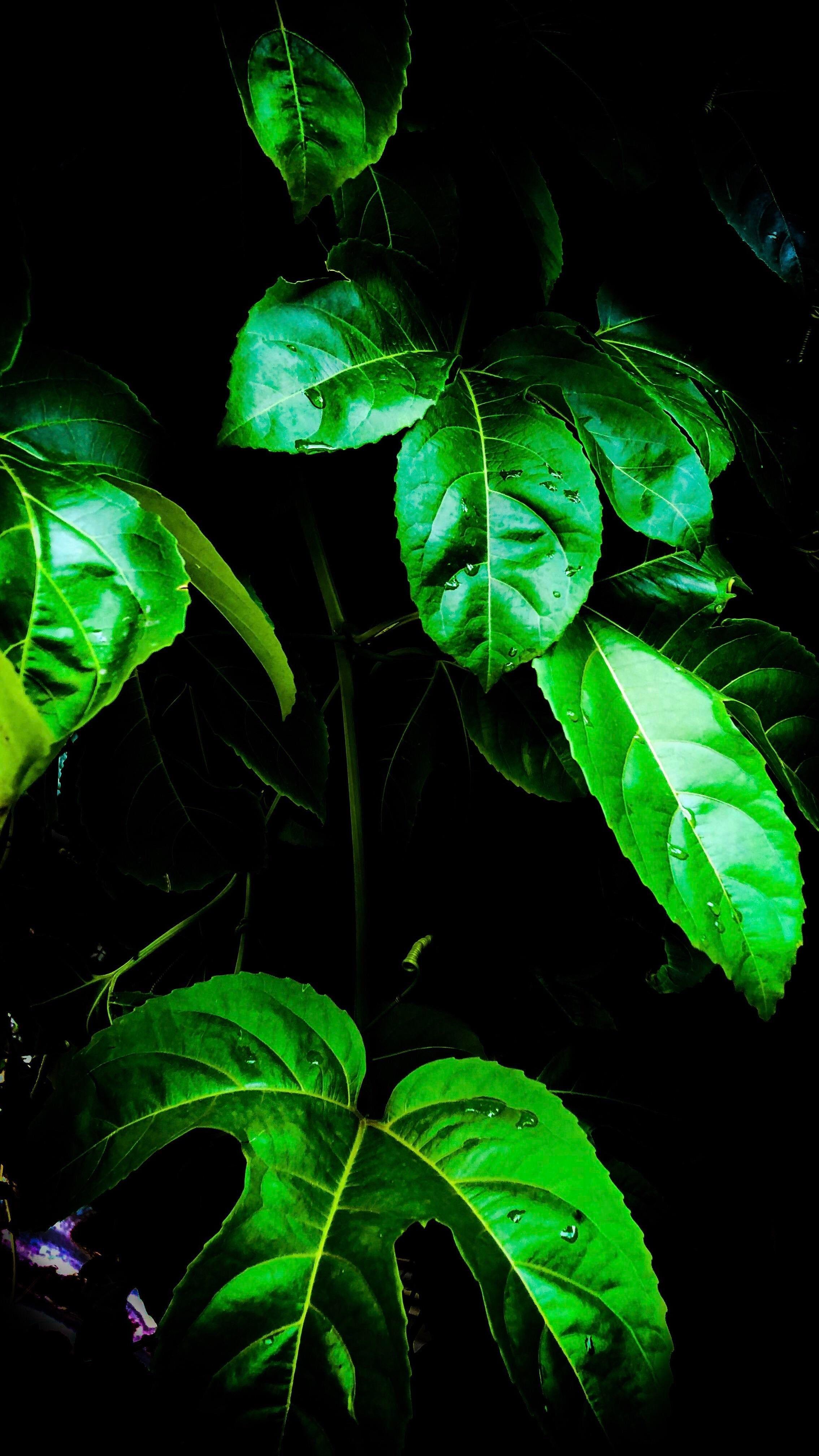 Passion Fruit Wallpapers - Top Free Passion Fruit Backgrounds ...