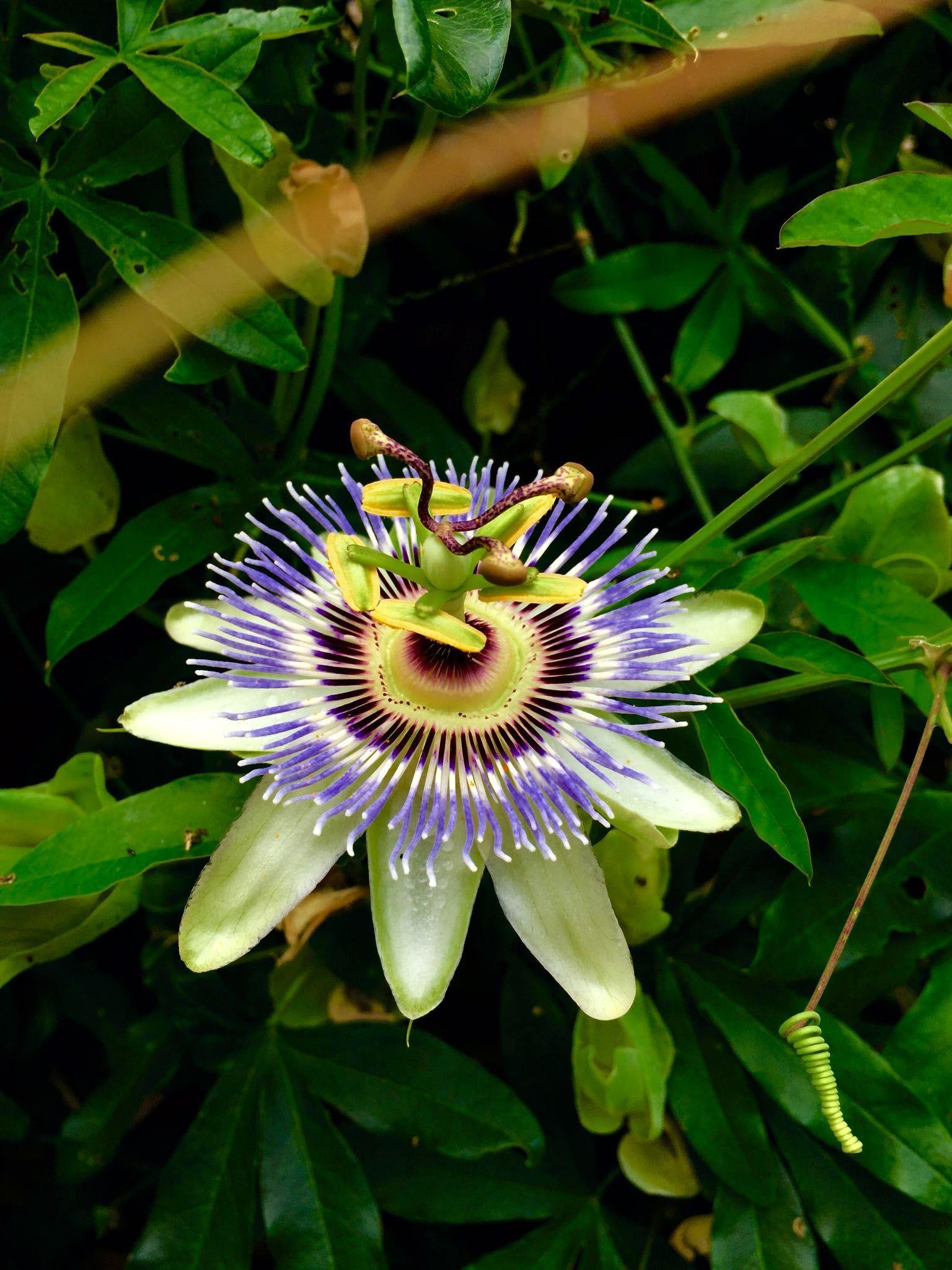 Passion Fruit Wallpapers - Top Free Passion Fruit Backgrounds ...