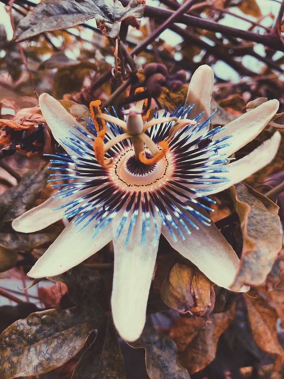 Passion Fruit Wallpapers - Top Free Passion Fruit Backgrounds ...