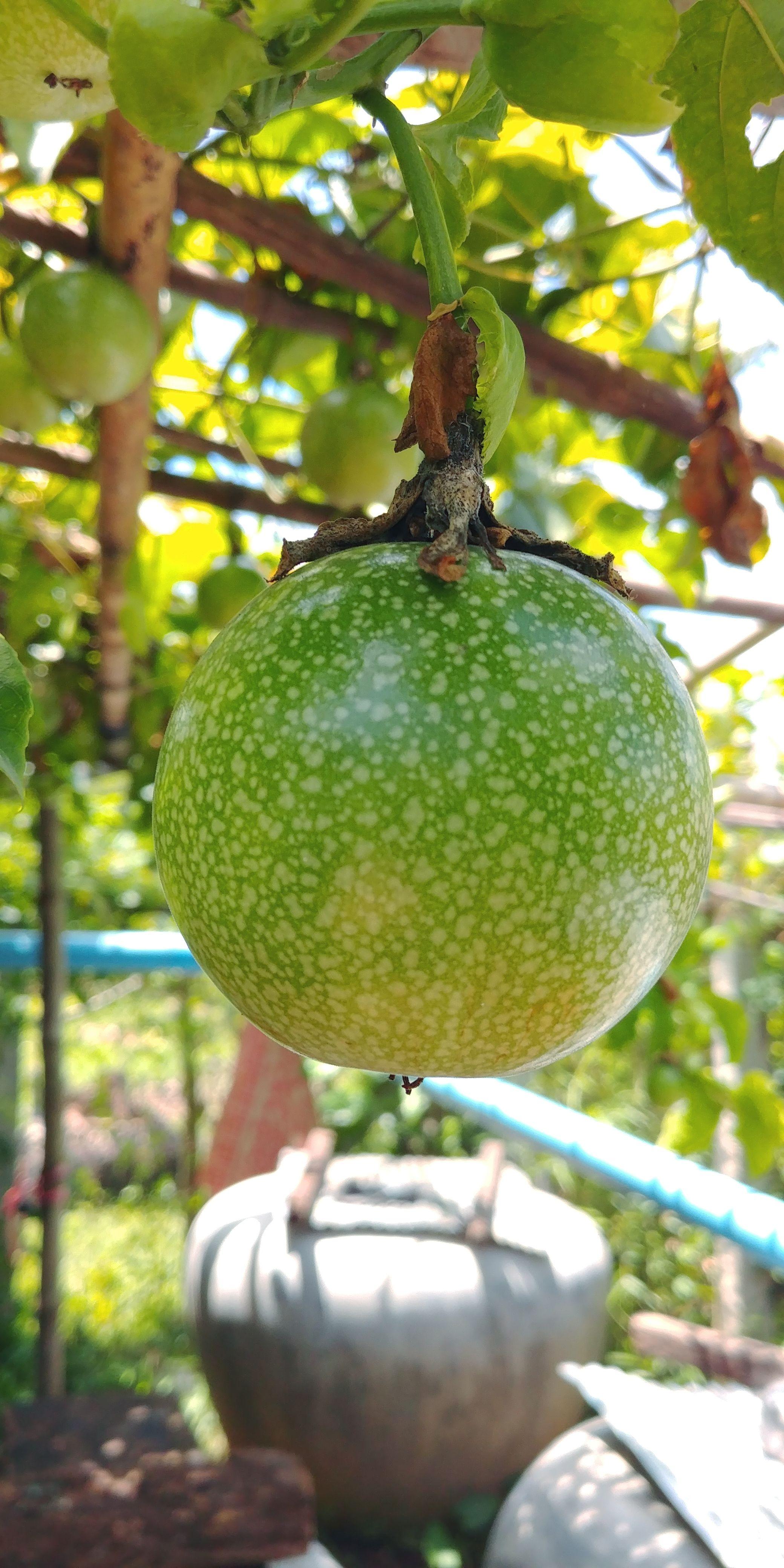 Passion Fruit Wallpapers - Top Free Passion Fruit Backgrounds ...