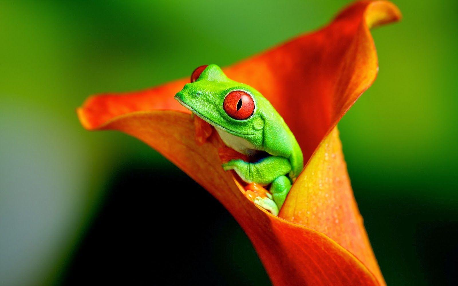 Frog Desktop Wallpapers - Top Free Frog Desktop Backgrounds ...