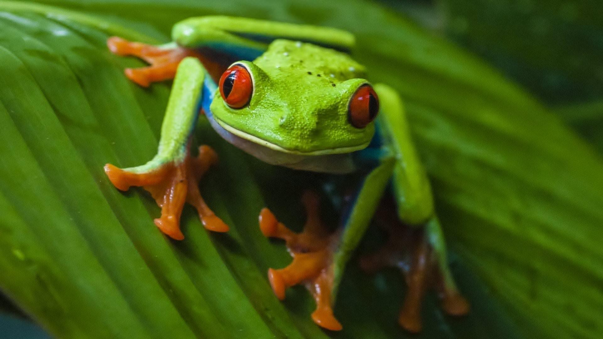 HD Frog Wallpapers - Top Free HD Frog Backgrounds - WallpaperAccess